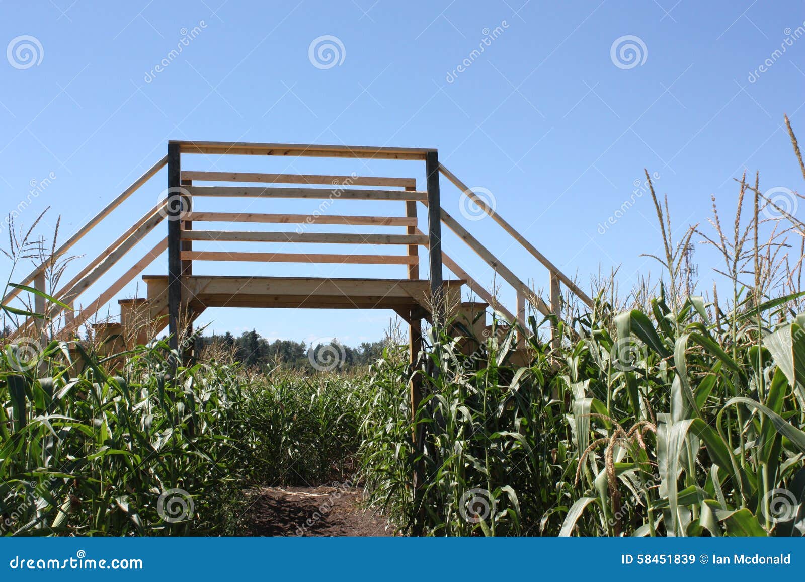 Corn Maze Bridge stock image. Image of straight, long - 58451839