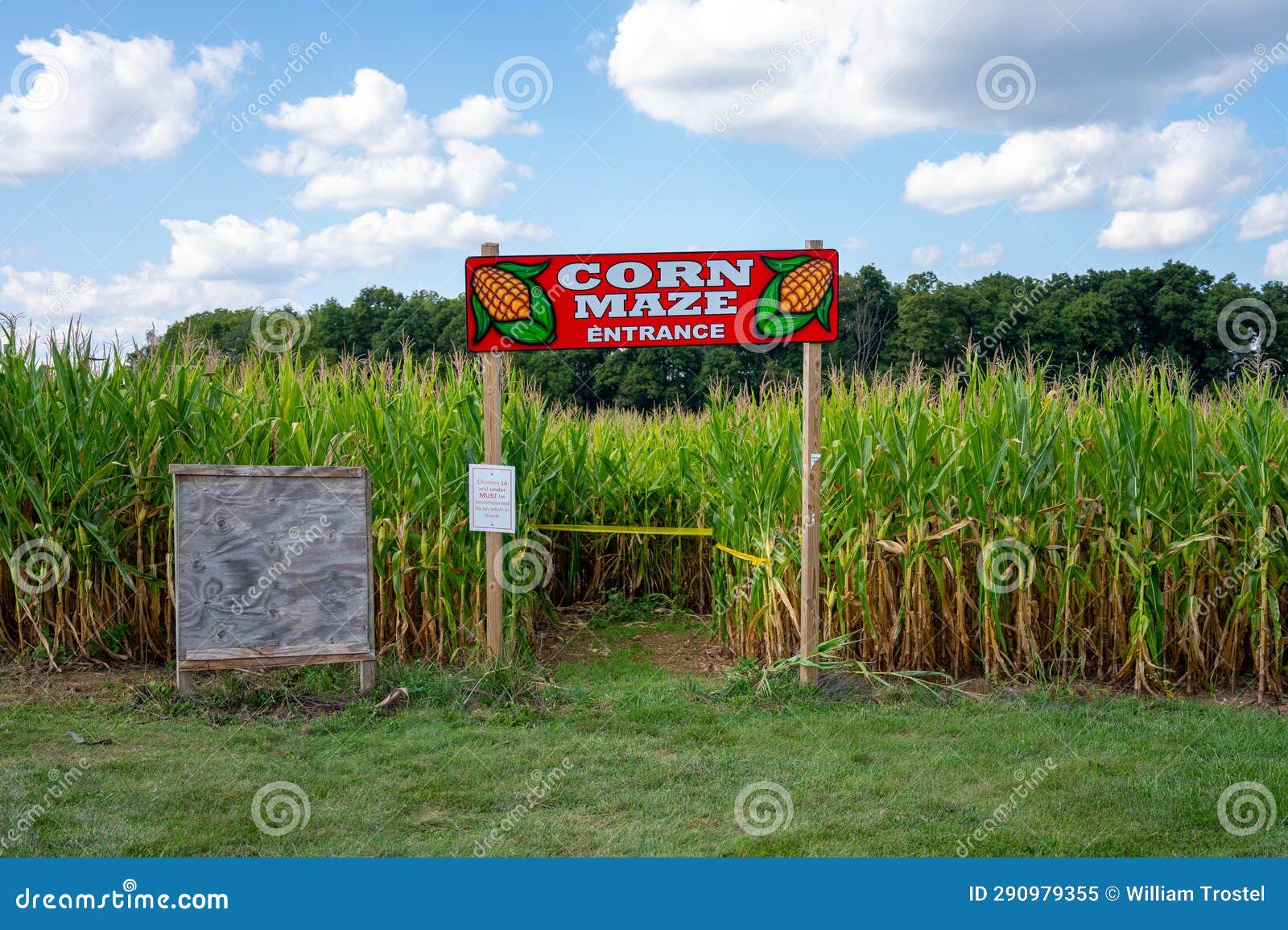 Corn maze stock image. Image of popcorn, corncob, grain - 290979355