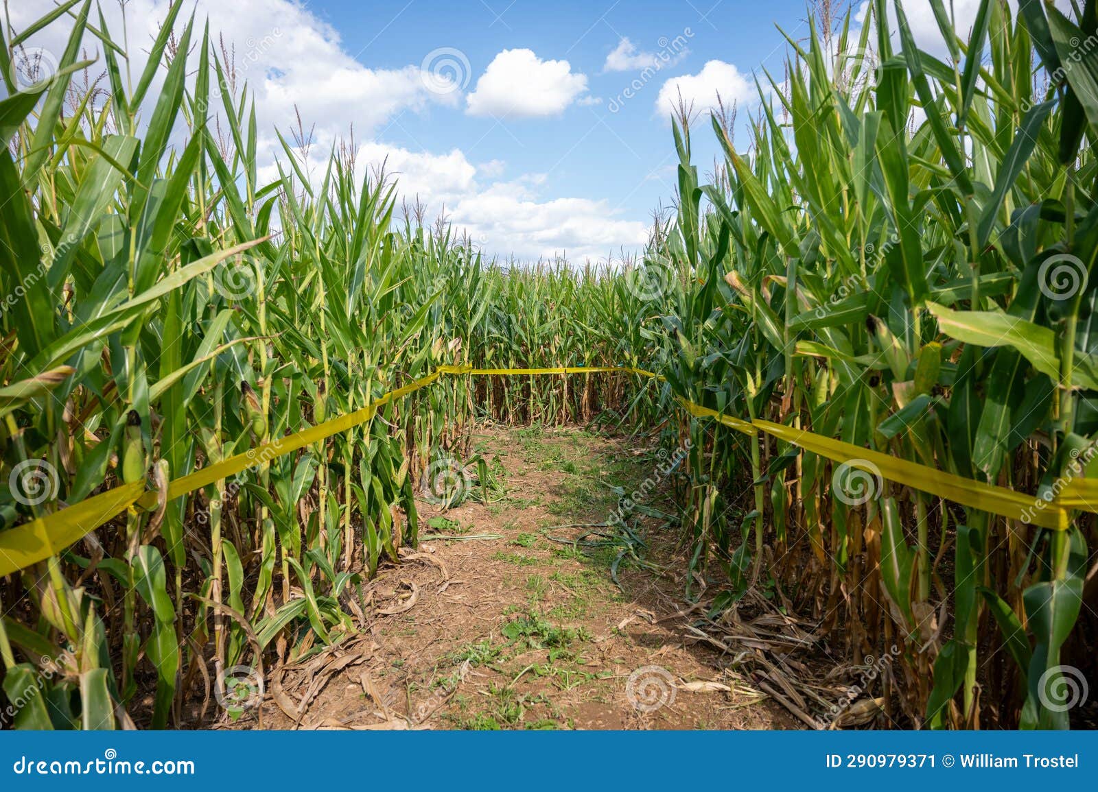 Corn maze stock image. Image of away, popcorn, labyrinth - 290979371