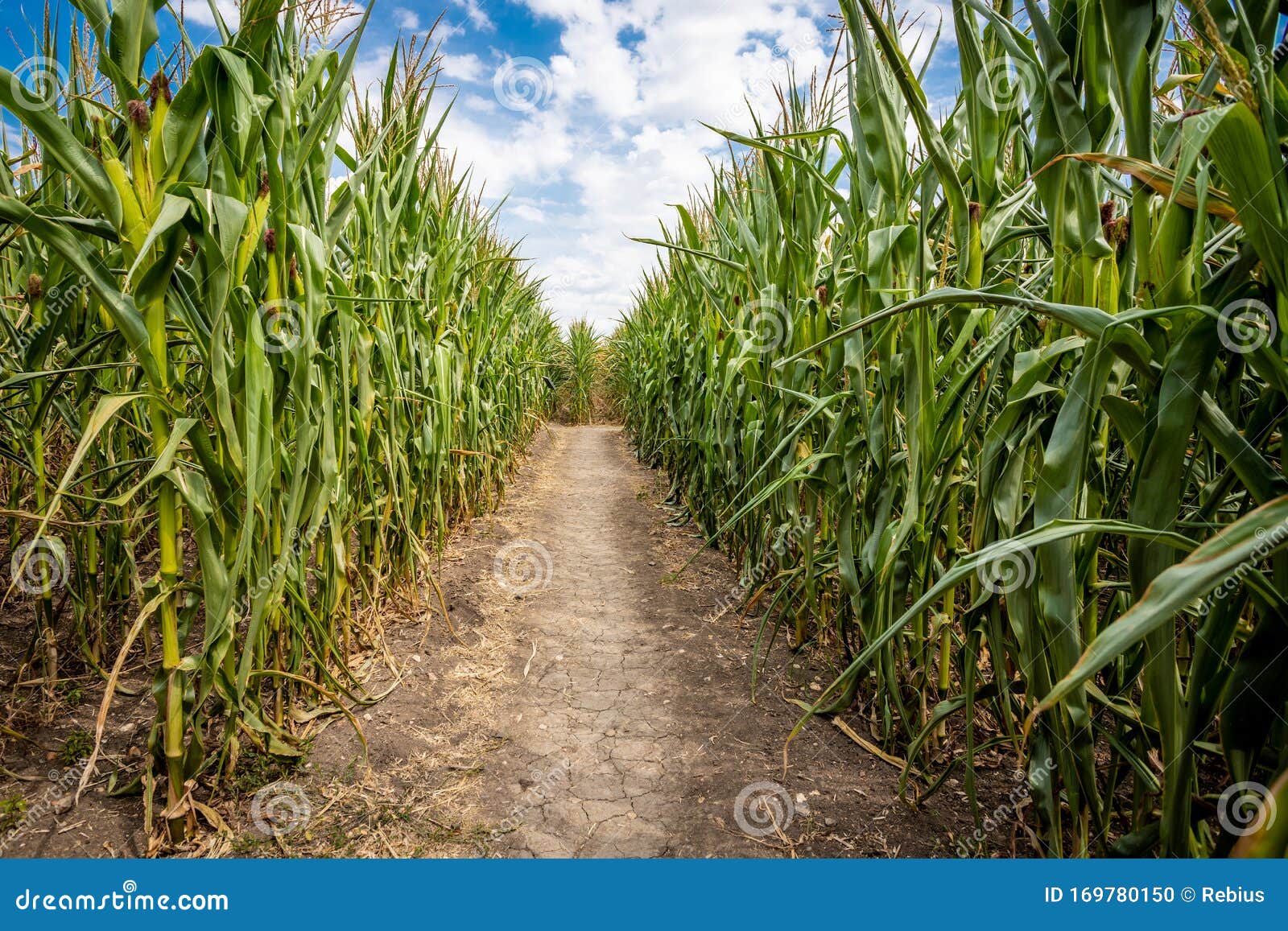 Corn maze stock photo. Image of blue, cornfield, corn - 169780150