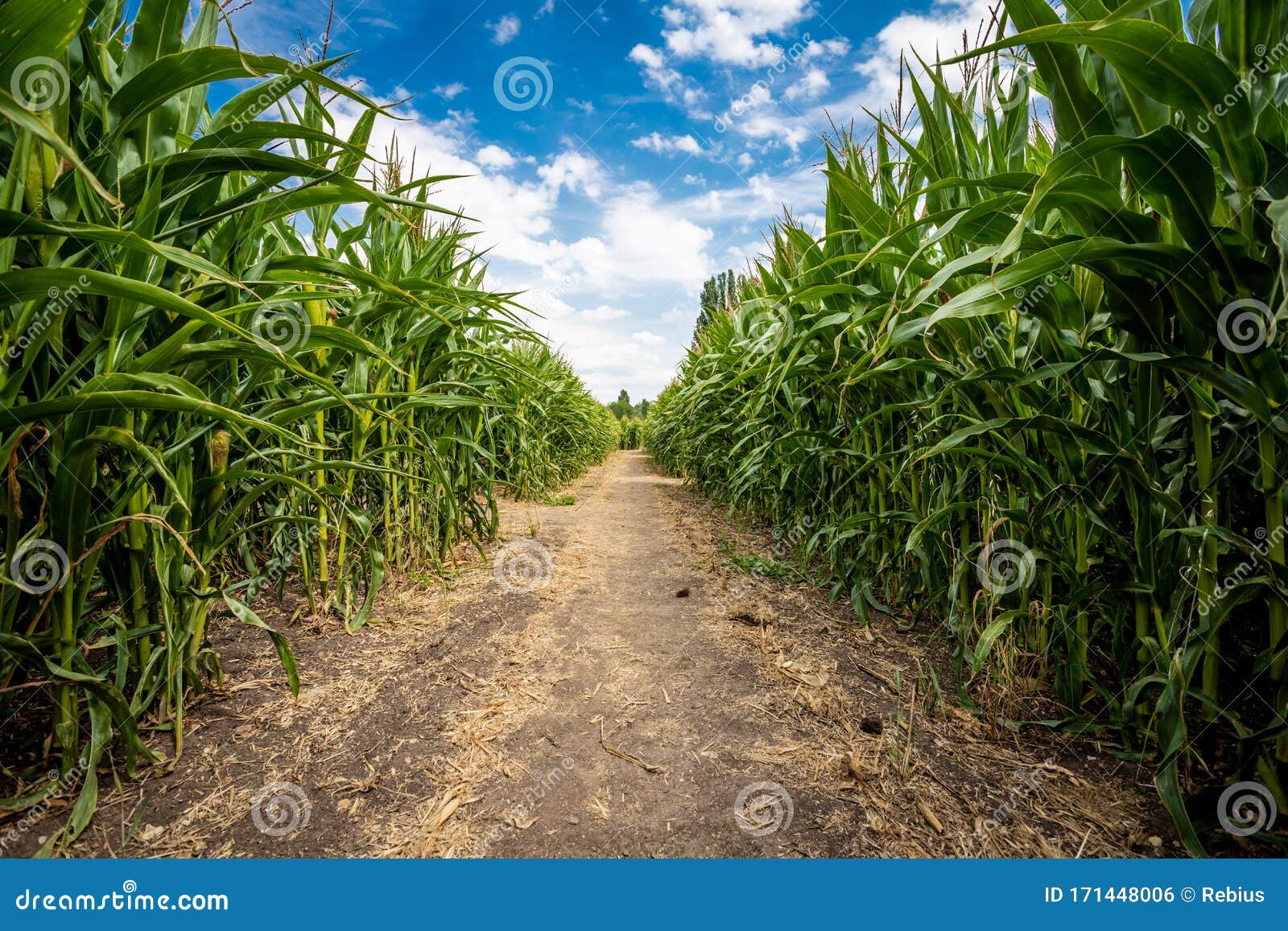 Corn maze stock photo. Image of corn, field, family - 171448006