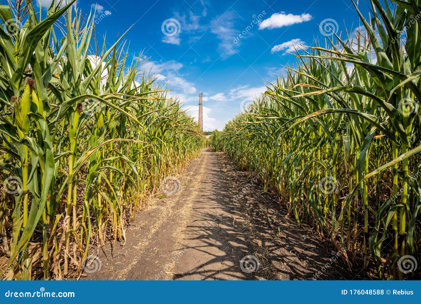 Corn maze stock photo. Image of labyrinth, magic, corn - 176048588