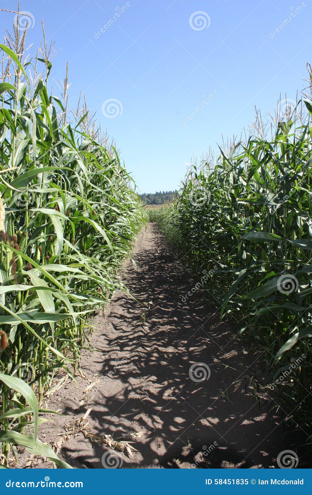 Corn Maze stock image. Image of maze, autumn, corn, straight - 58451835