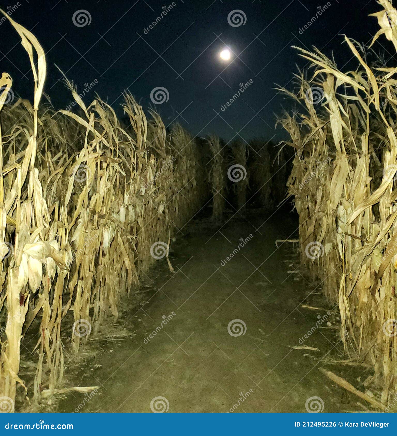 Corn Field At Night