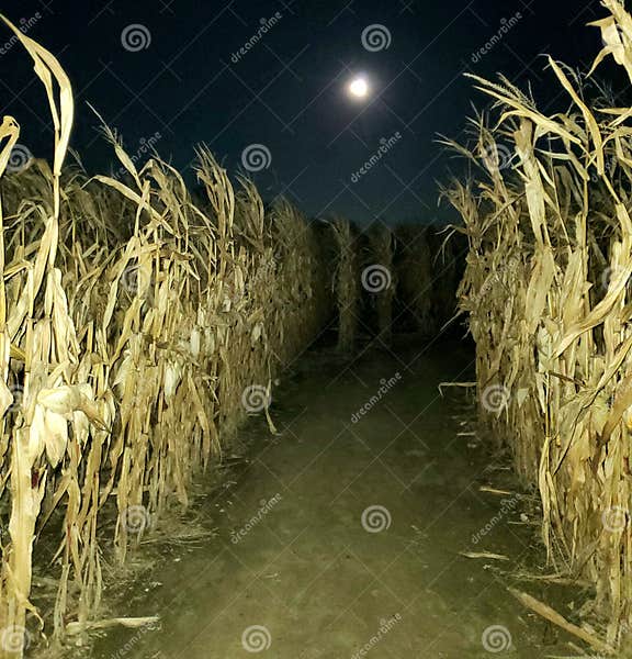 Corn Maze at Night stock photo. Image of lighting, light - 212495226