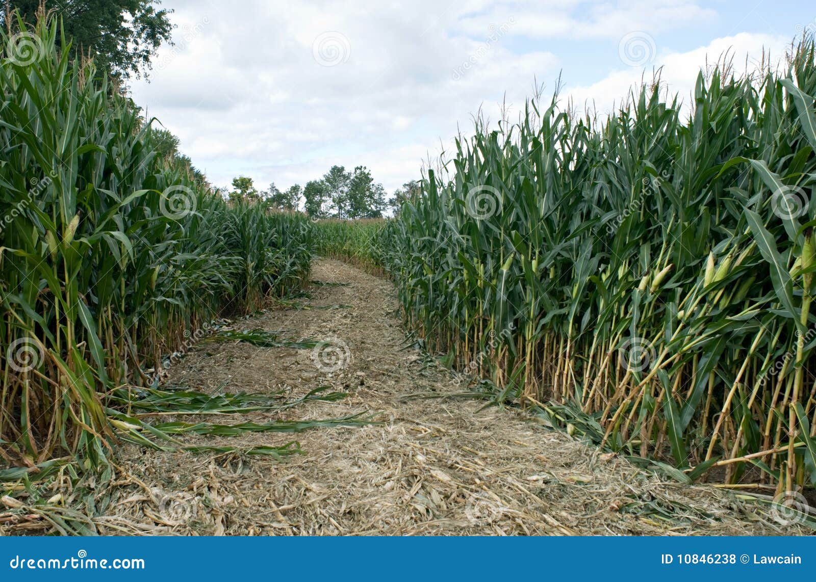 Corn Maze Path stock photo. Image of cornfields, clouds - 10846238