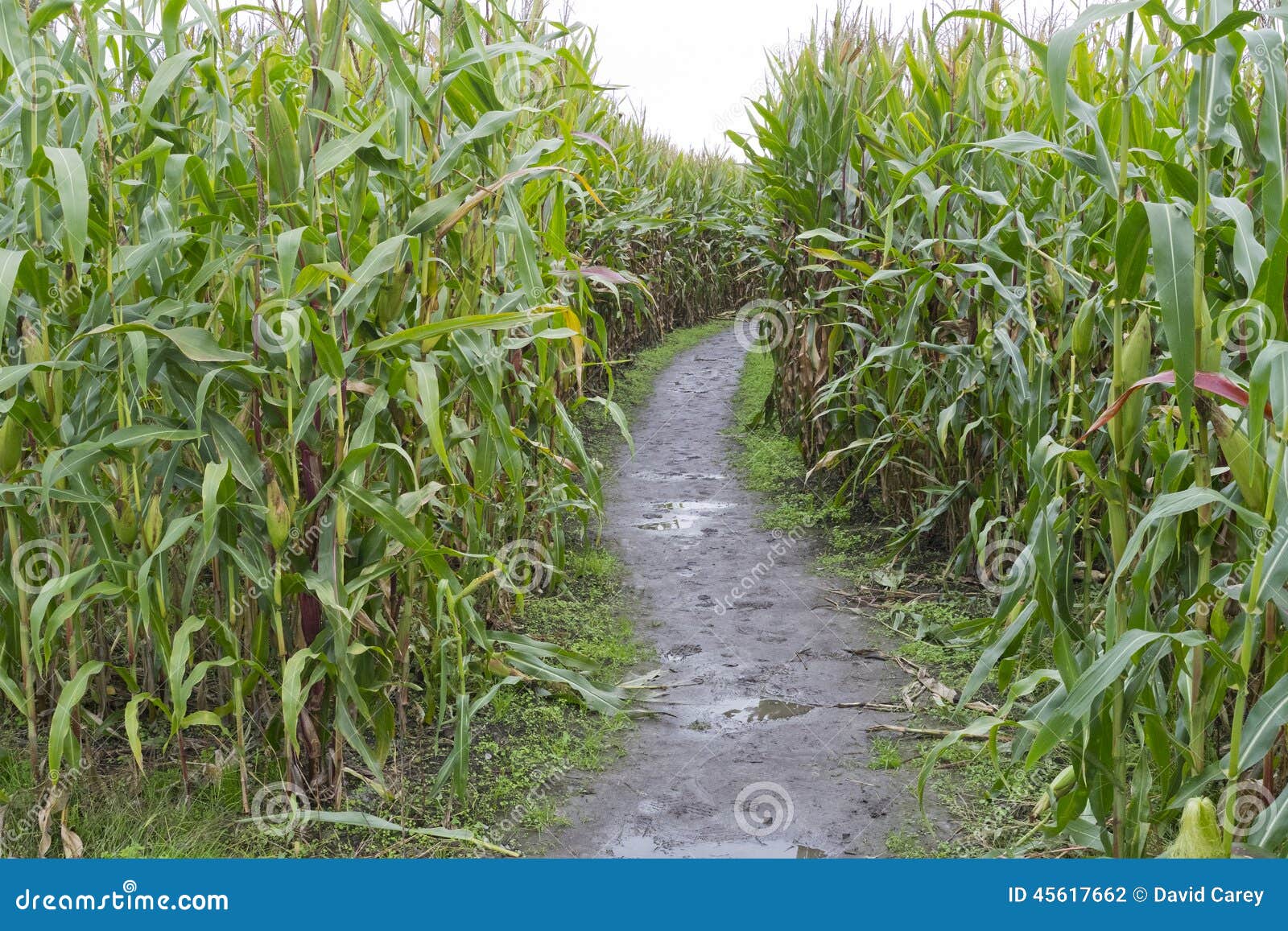 Corn maze stock photo. Image of corn, farm, solving, fall - 45617662