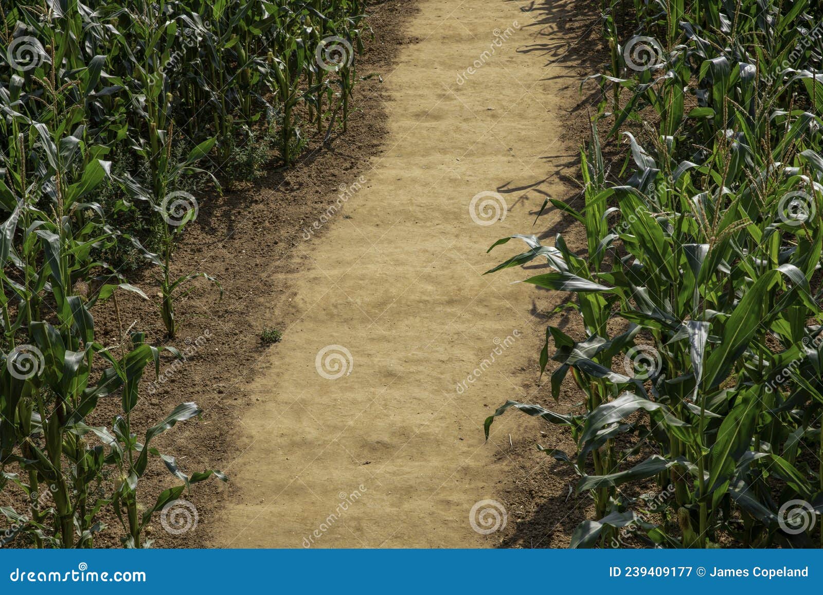 Corn Maze and Path Stock Photo Stock Image - Image of country, scene ...