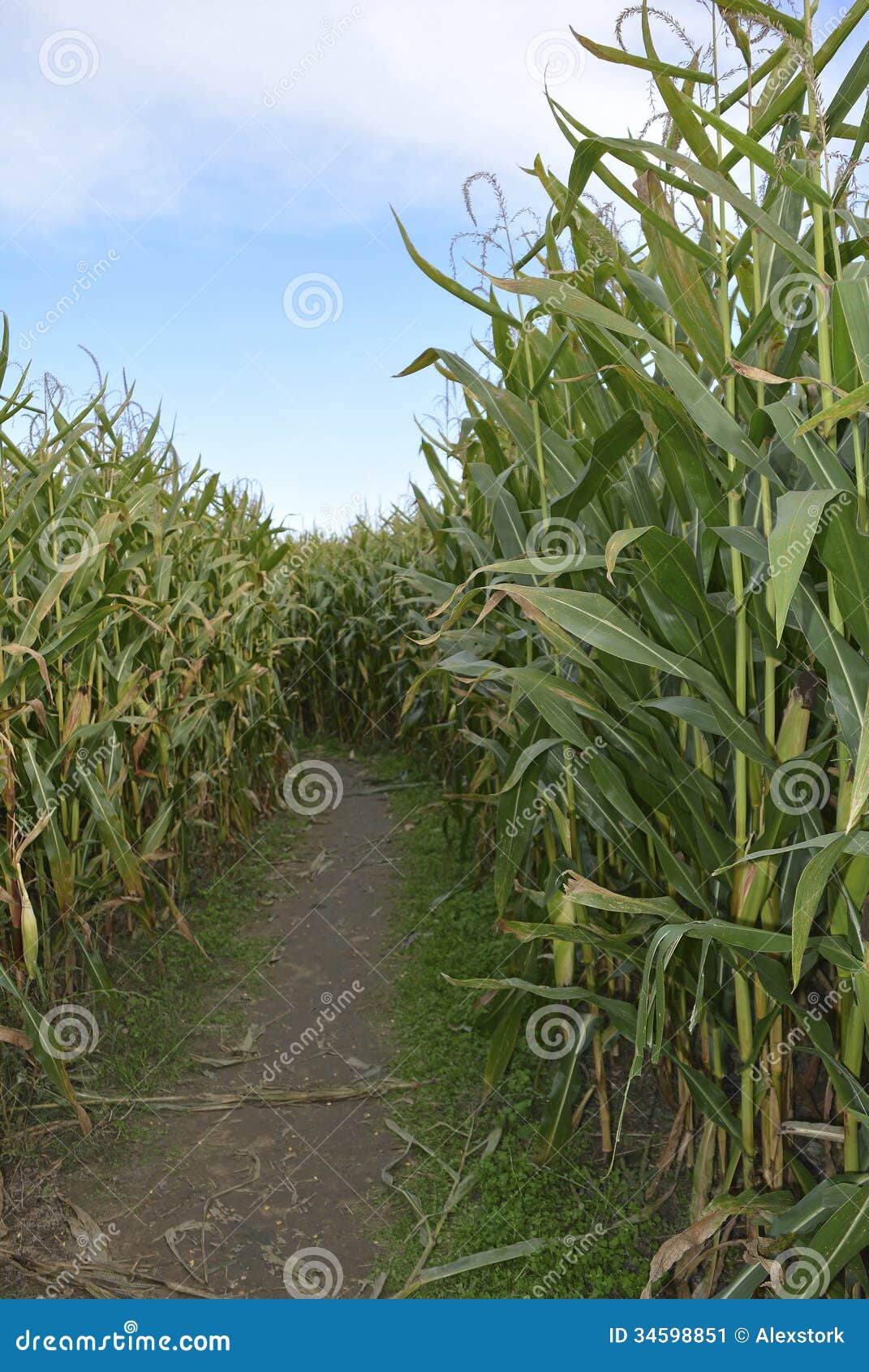 1,085 Pathway Maze Stock Photos - Free & Royalty-Free Stock Photos from ...