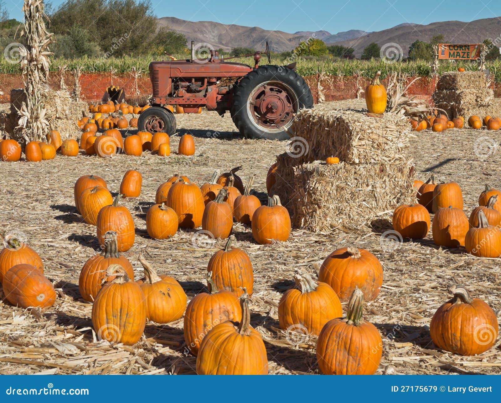 Corn Maze and Tractor at a Pumpkin Patch Stock Image - Image of bright ...