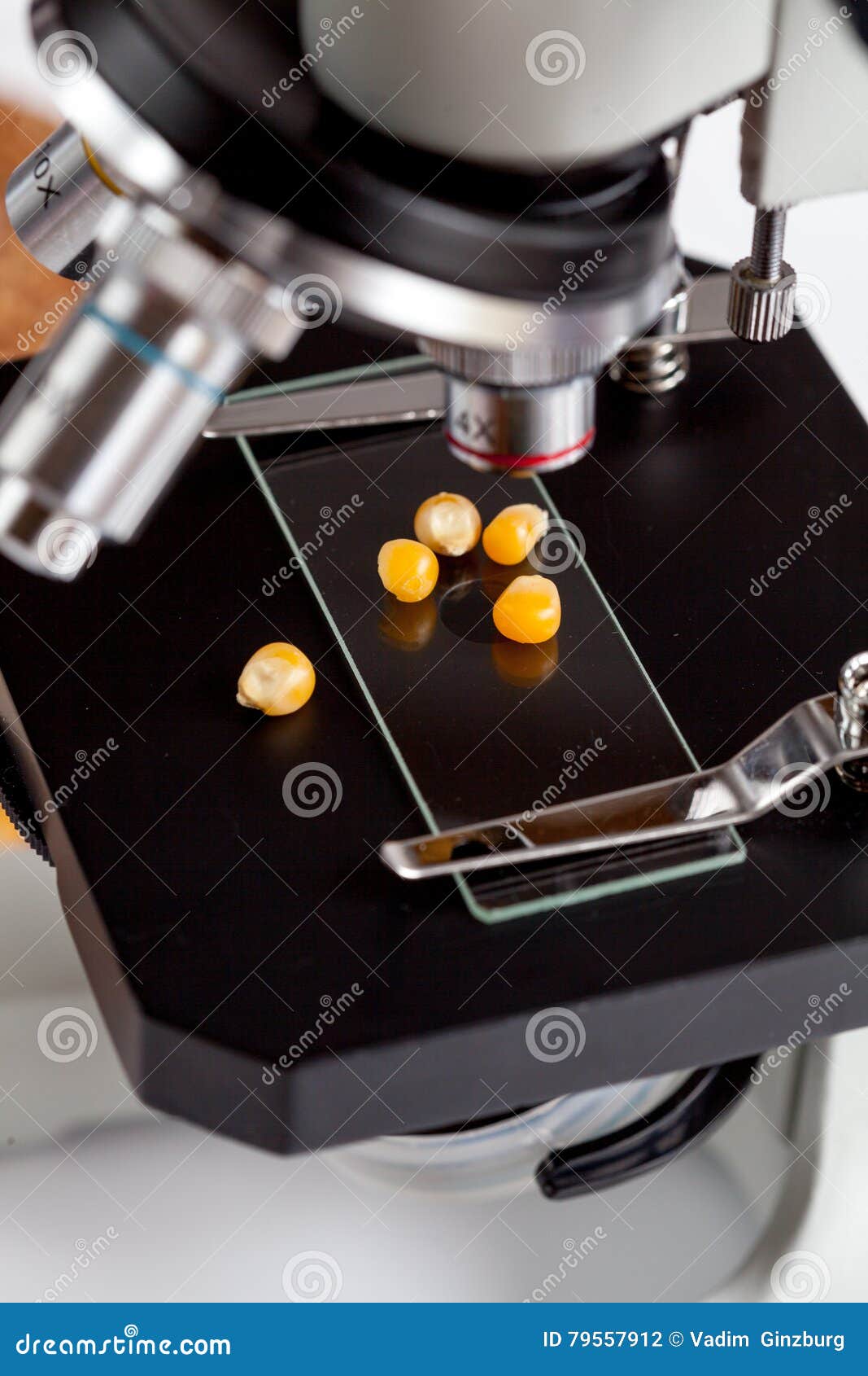 Corn on Microscope Slide in Food Laboratory Close Up Stock Photo ...