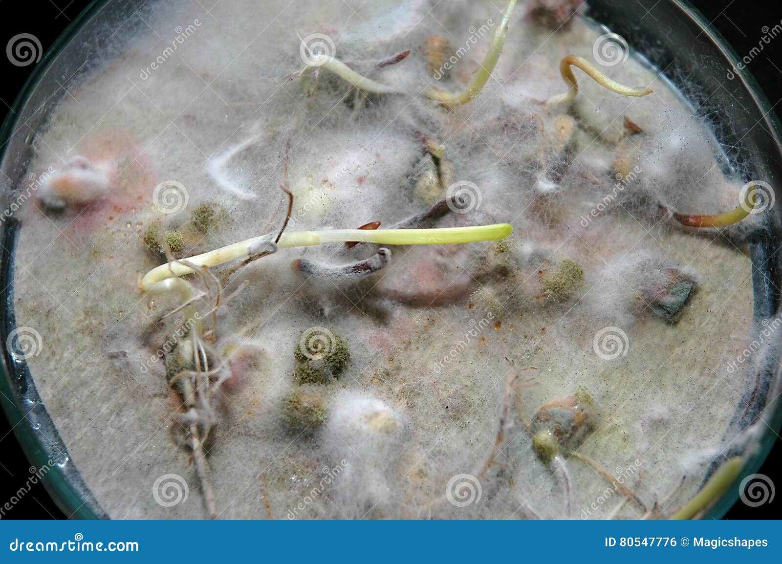 Corn Molds with Aflatoxin in a Petry Dish Stock Photo - Image of moldy ...