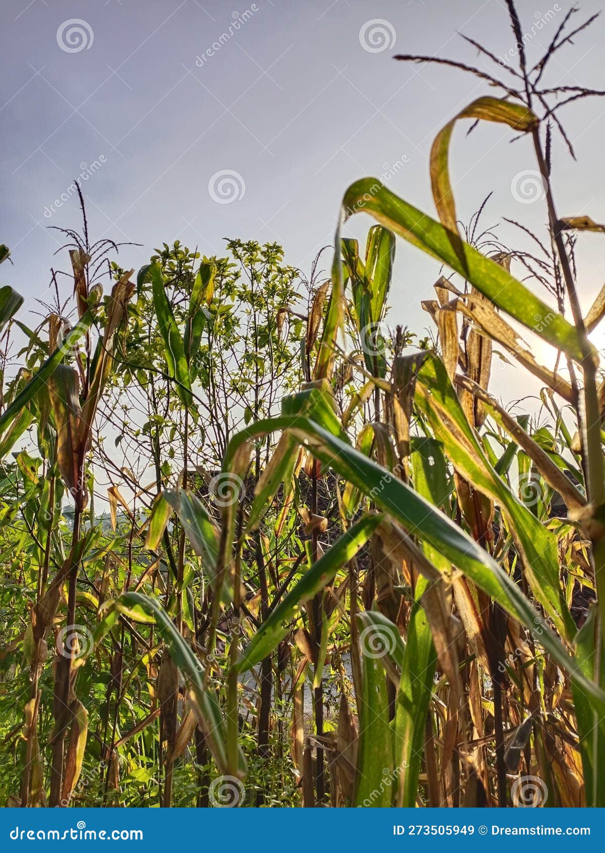 Corn morning stock image. Image of food, corn, nature - 273505949