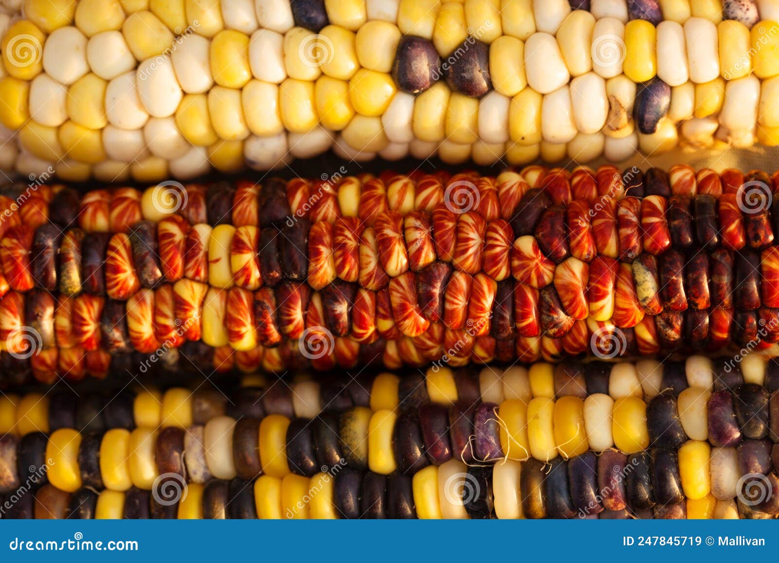 Corn with Multicolored Grains, Close-up Stock Image - Image of husk ...