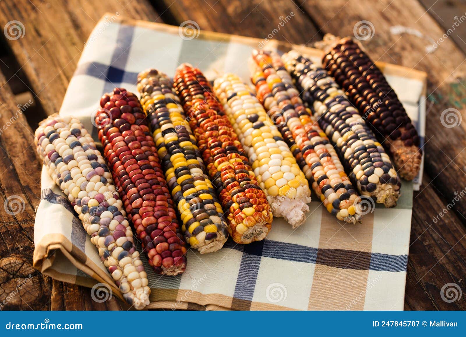 Corn with Multicolored Grains Stock Image - Image of indian, grain ...