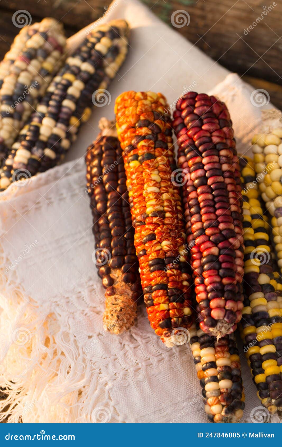 Corn with Multicolored Grains Stock Image - Image of evening, closeup ...