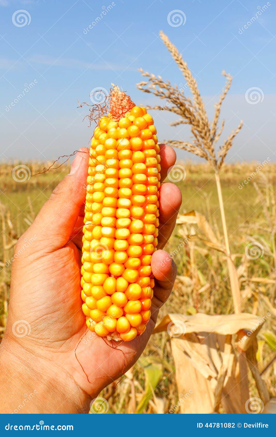 Corn stock photo. Image of organic, food, healthy, hand - 44781082