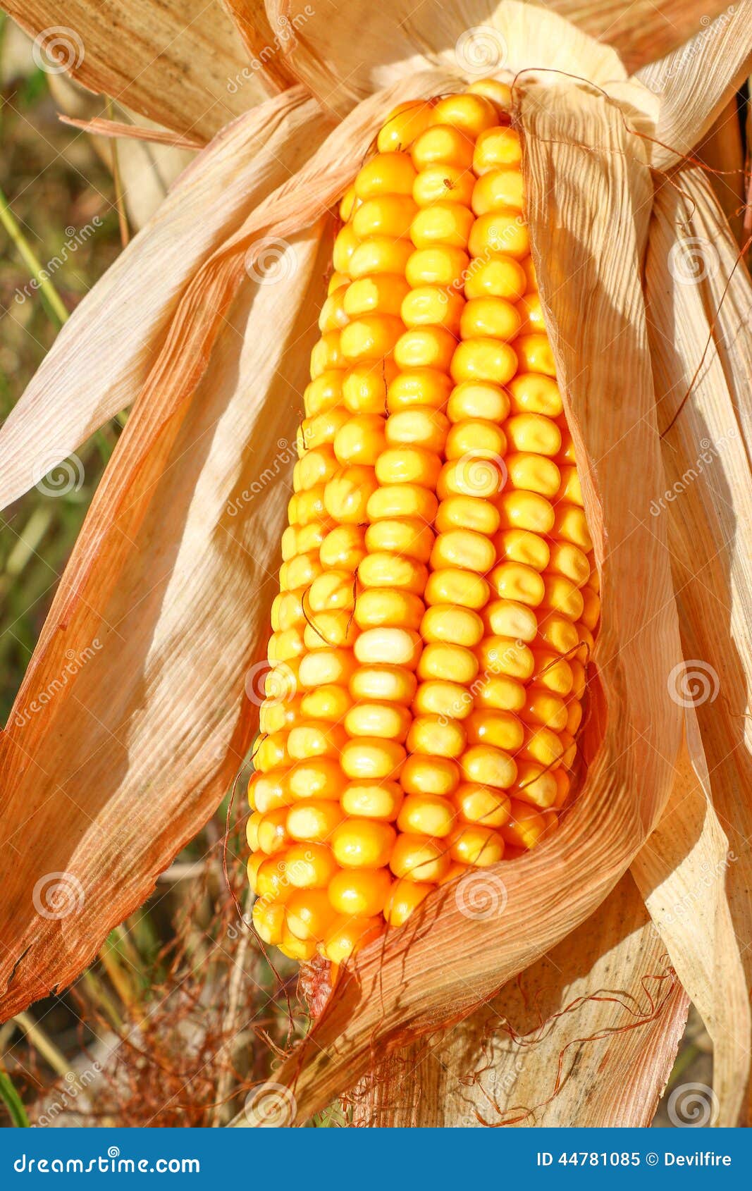 Corn stock image. Image of background, food, plant, natural - 44781085