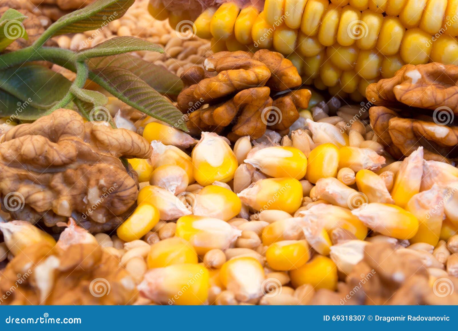 Corn with nuts stock image. Image of effect, gourd, blackberry - 69318307