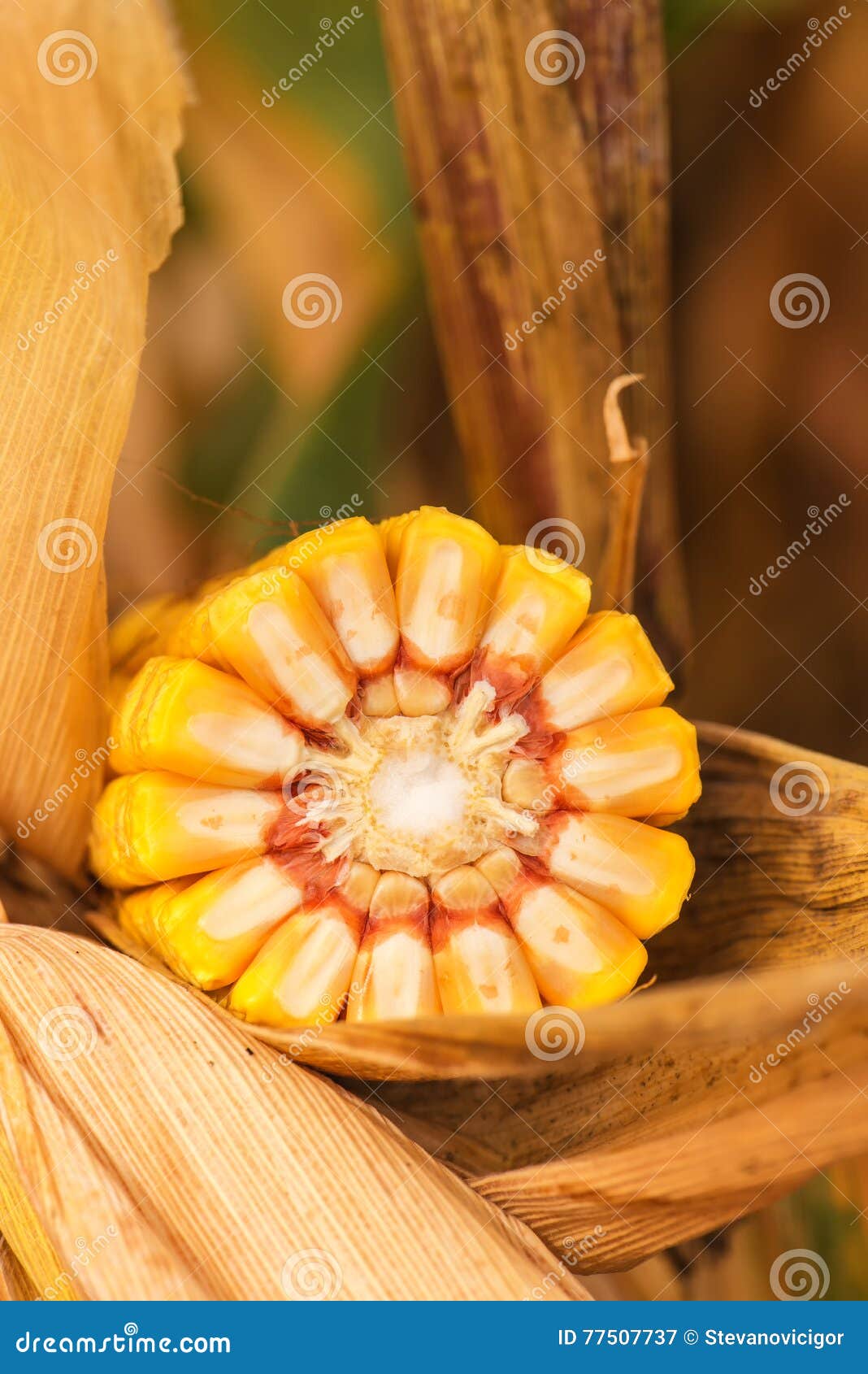 Corn Cross Section Isolated On White Royalty-Free Stock Image ...