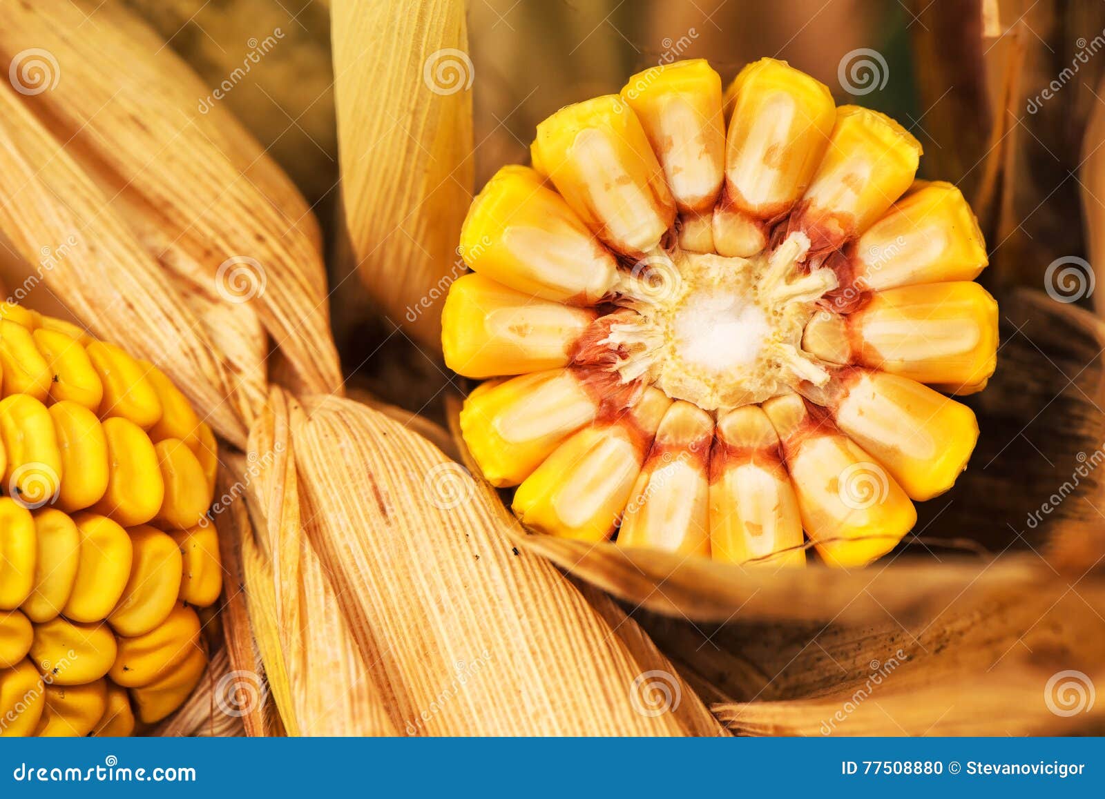 Corn Ear With Cross Section That Show Purple Cob On A Human Hand. Stock ...