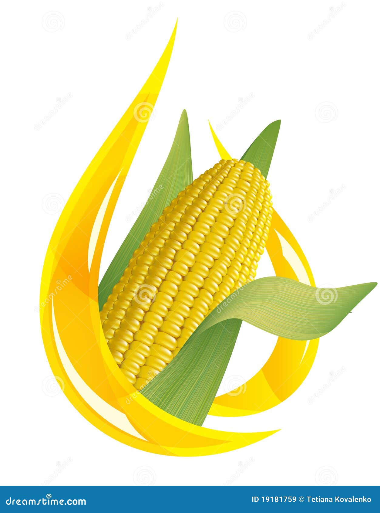 Corn oil. stock vector. Illustration of delicious, design - 19181759