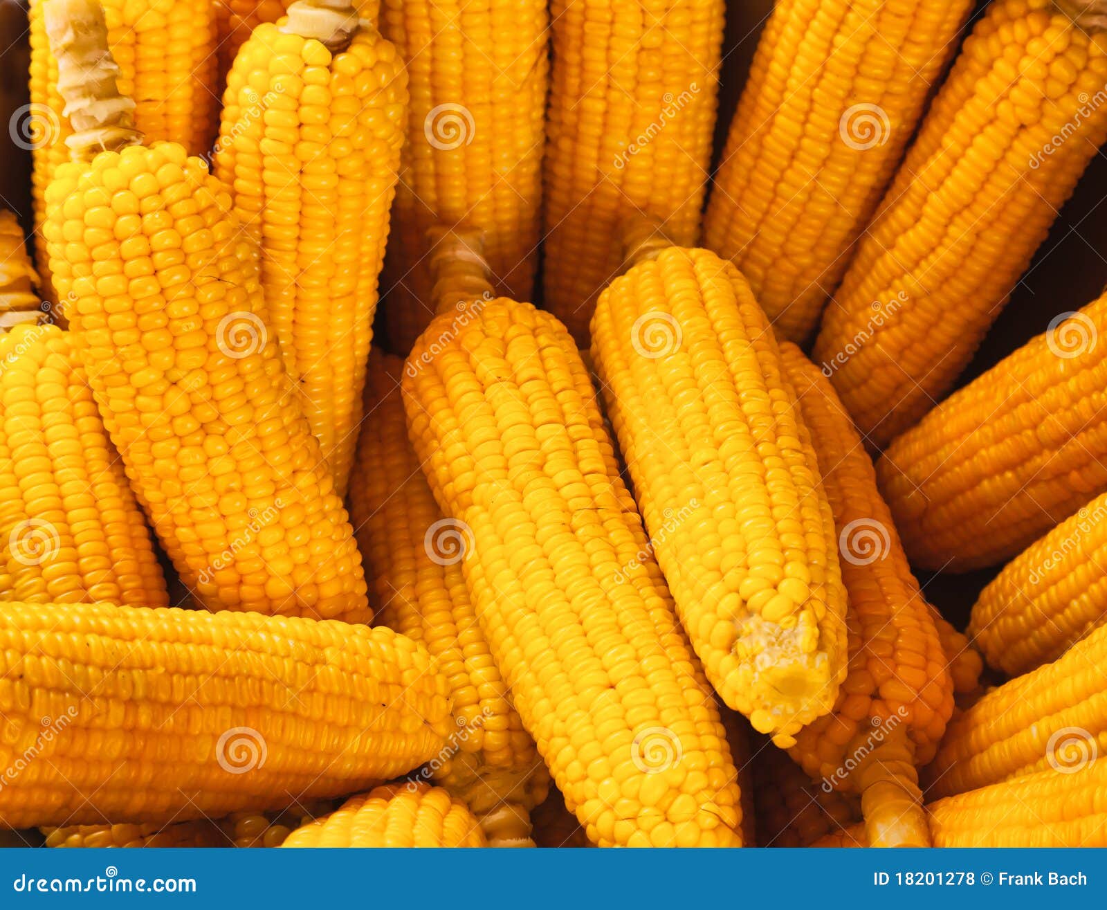 Corn - one fresh cob stock photo. Image of corncob, white - 18201278