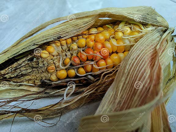 Corn that is Past Harvest Time Stock Image - Image of harvest, beauty ...