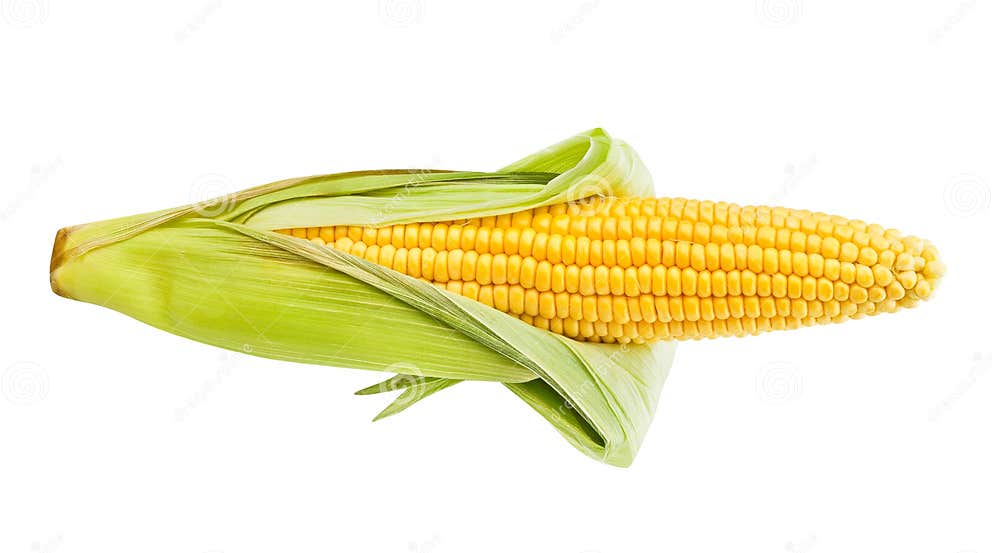 Corn stock photo. Image of fresh, corn, shiny, leaves - 96082812
