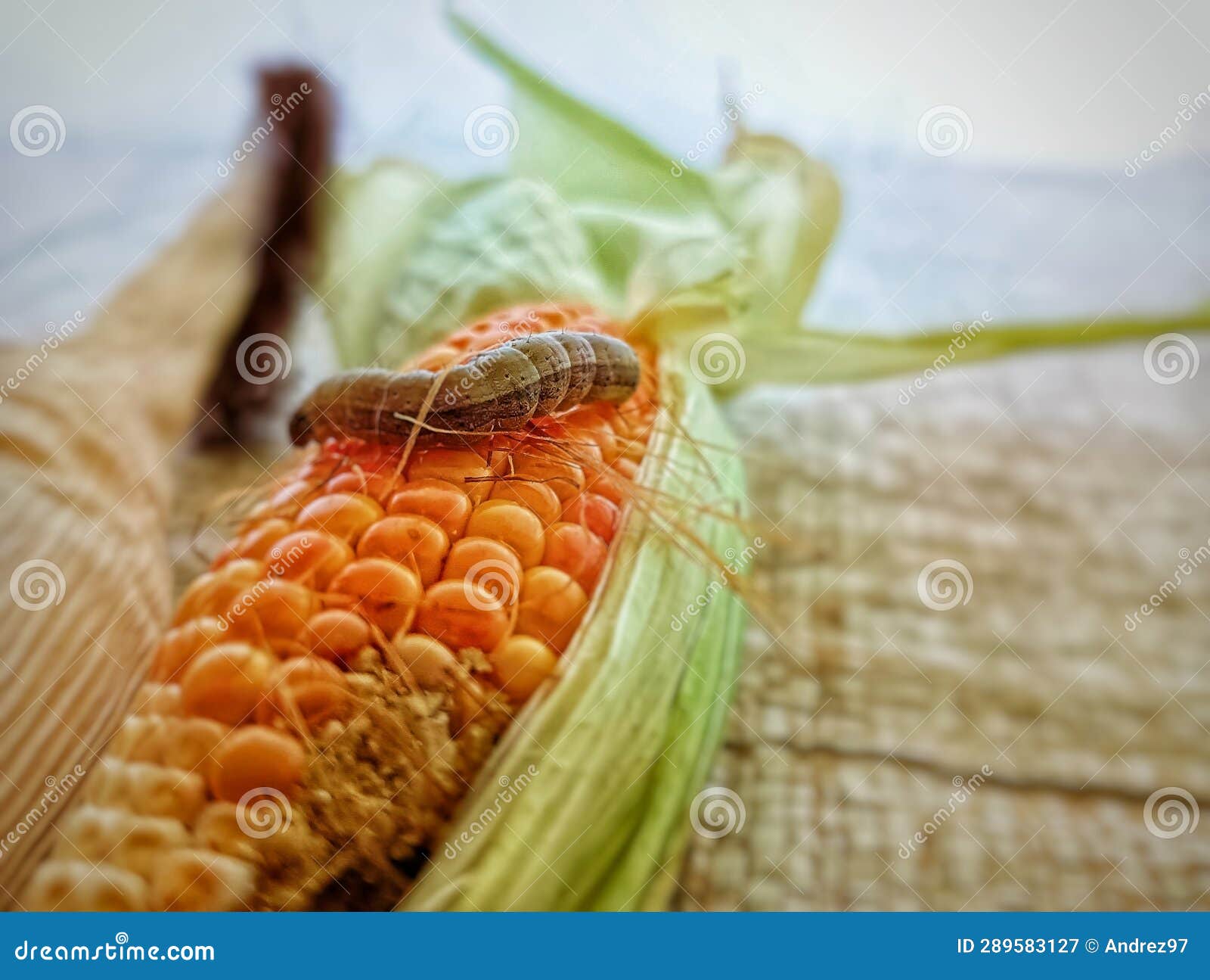 Corn Pests Caterpillar Vegetable Stock Image - Image of corn ...