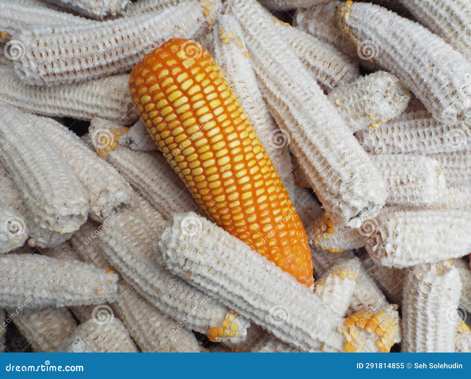 Corn and a Pile of Corn Cobs Stock Image - Image of cobs, breakfast ...