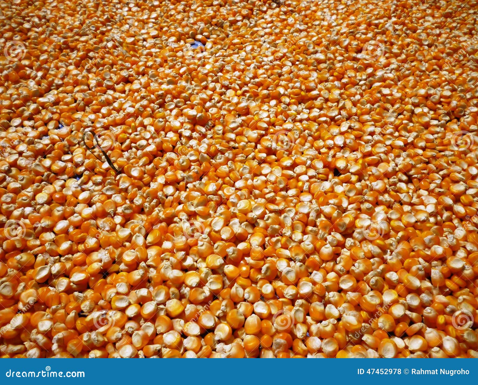 Corn pile stock photo. Image of fired, meal, maize, health - 47452978