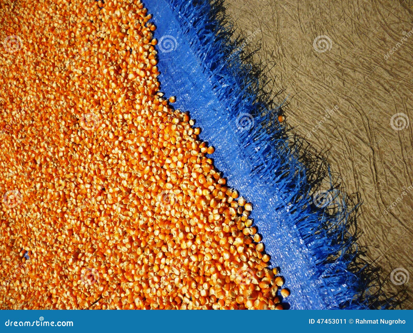 Corn pile stock image. Image of ingredient, health, food - 47453011