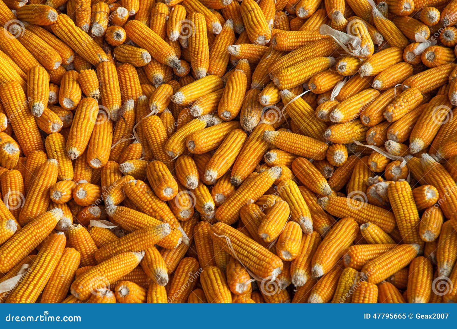 Corn stock image. Image of macro, healthy, foodstuff - 47795665