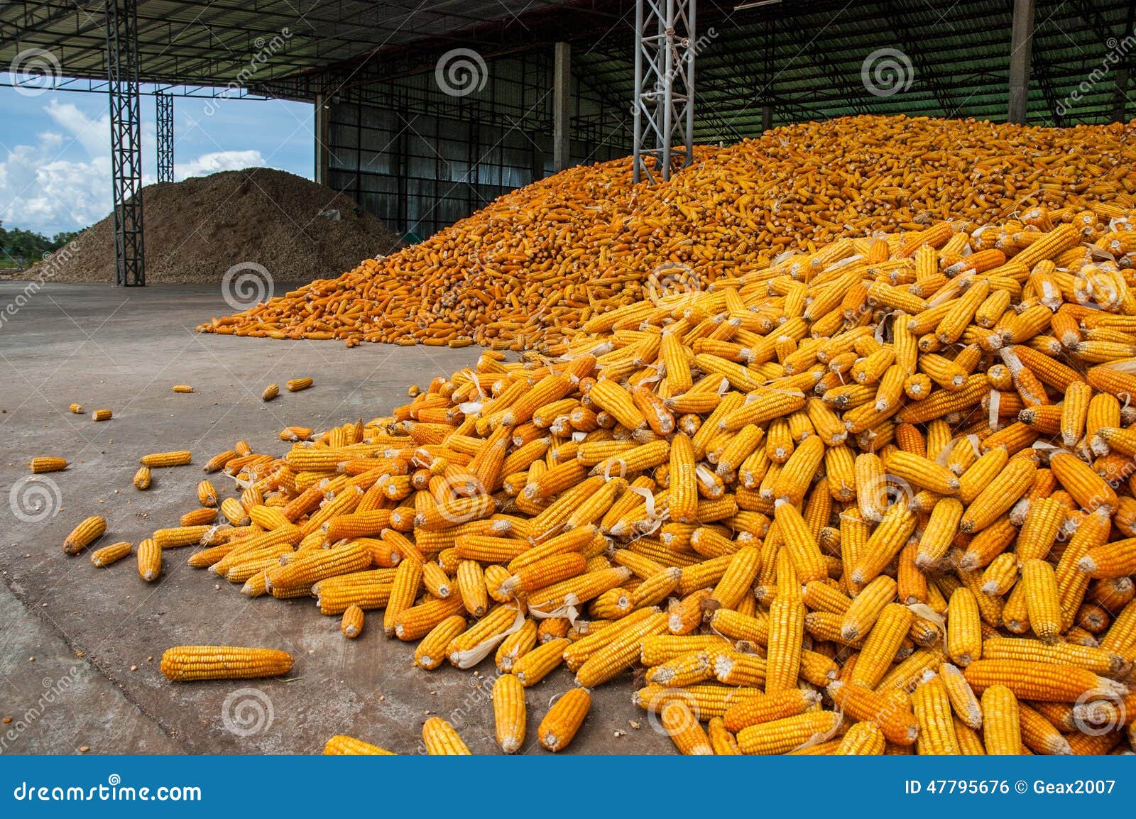 Corn stock photo. Image of agriculture, cereals, crop - 47795676