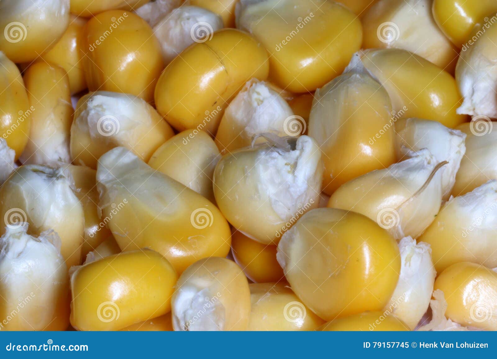 Corn pile stock image. Image of corn, kernels, farmers - 79157745