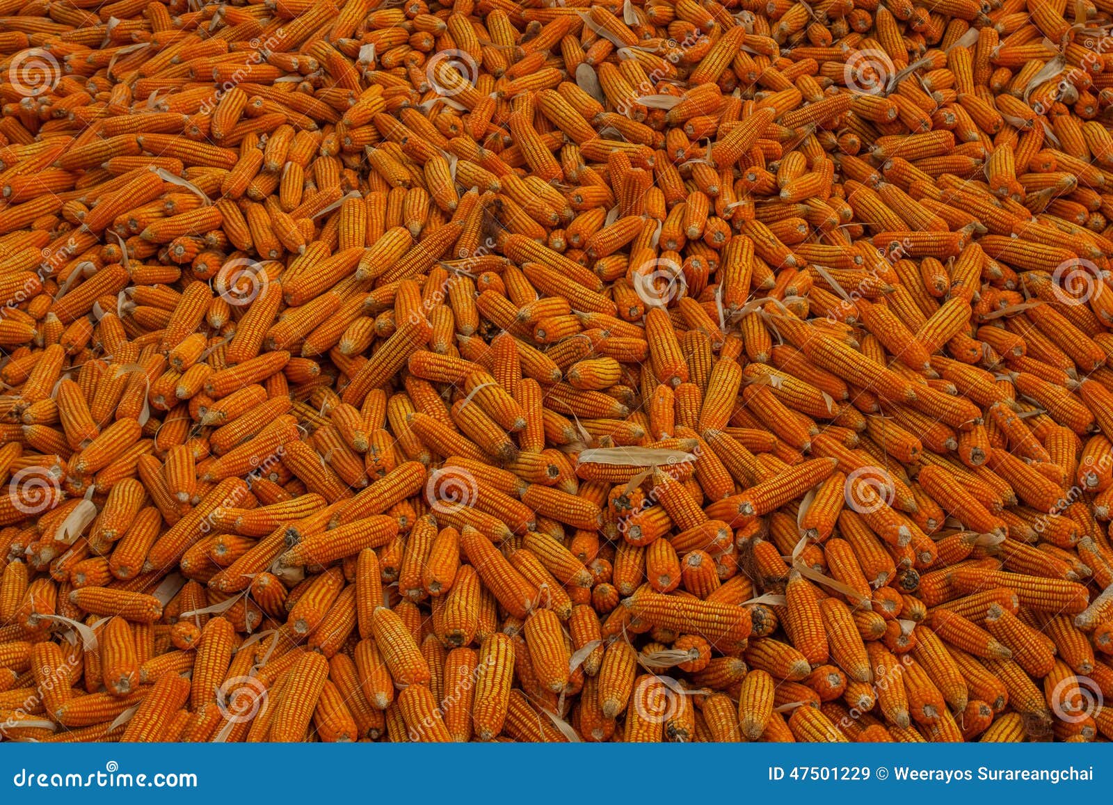 Corn pile. stock image. Image of feed, appetizing, health - 47501229
