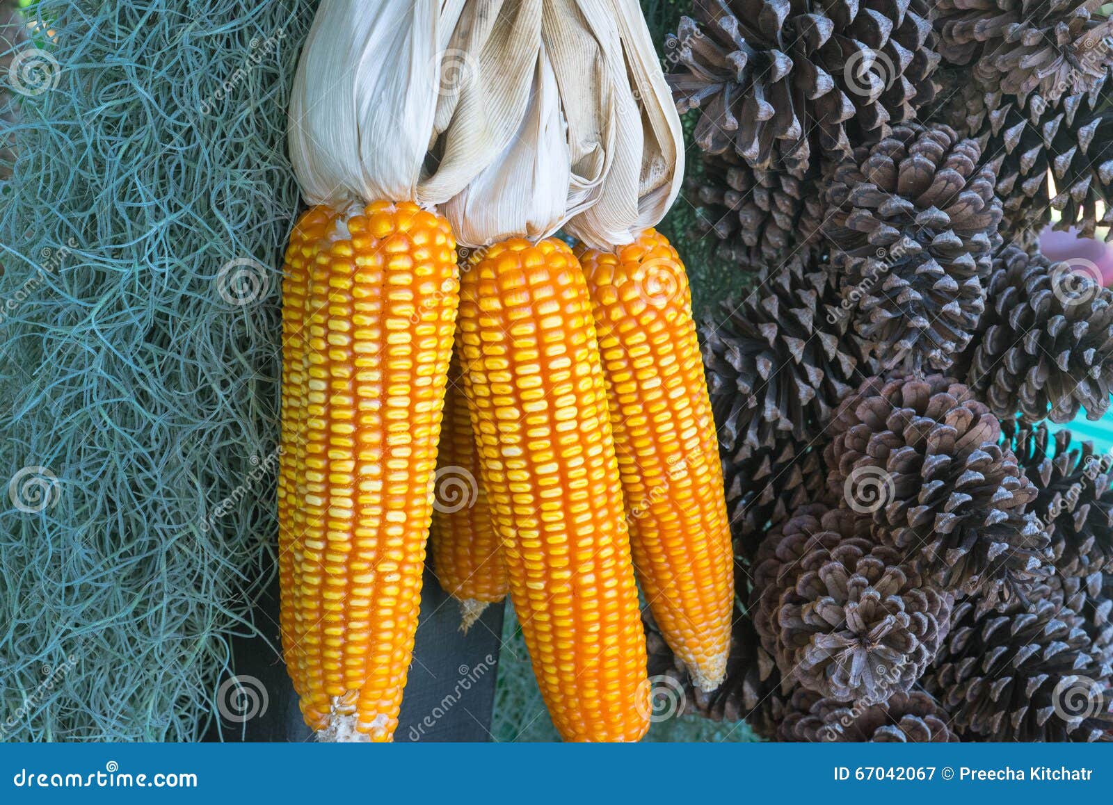Corn and pine stock image. Image of nature, pine, travel - 67042067