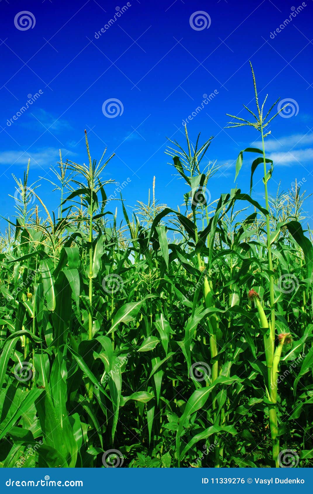 Corn Plant Field Texture Background Royalty-Free Stock Image ...
