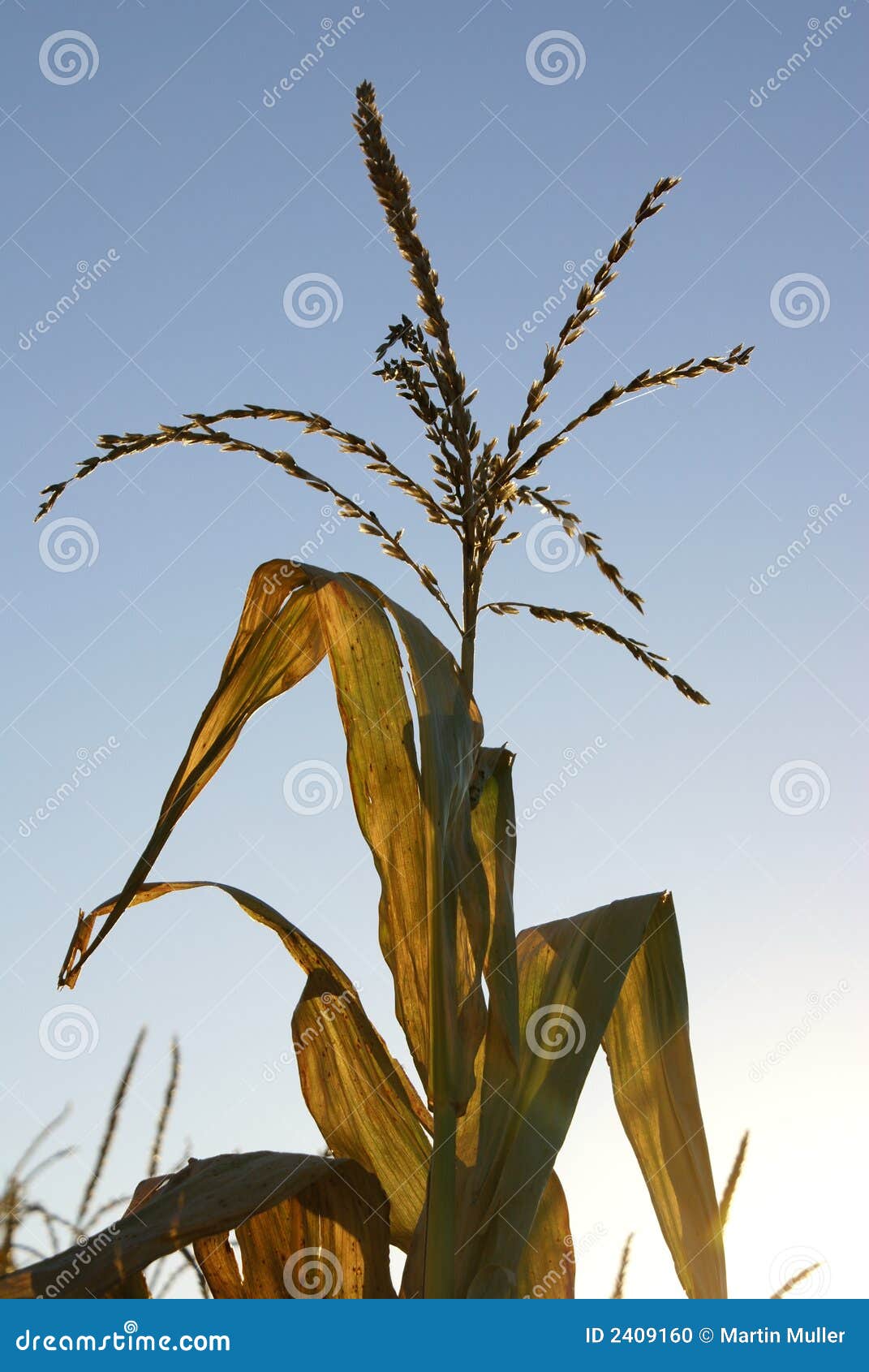 Corn Plant Field Texture Background Royalty-Free Stock Image ...
