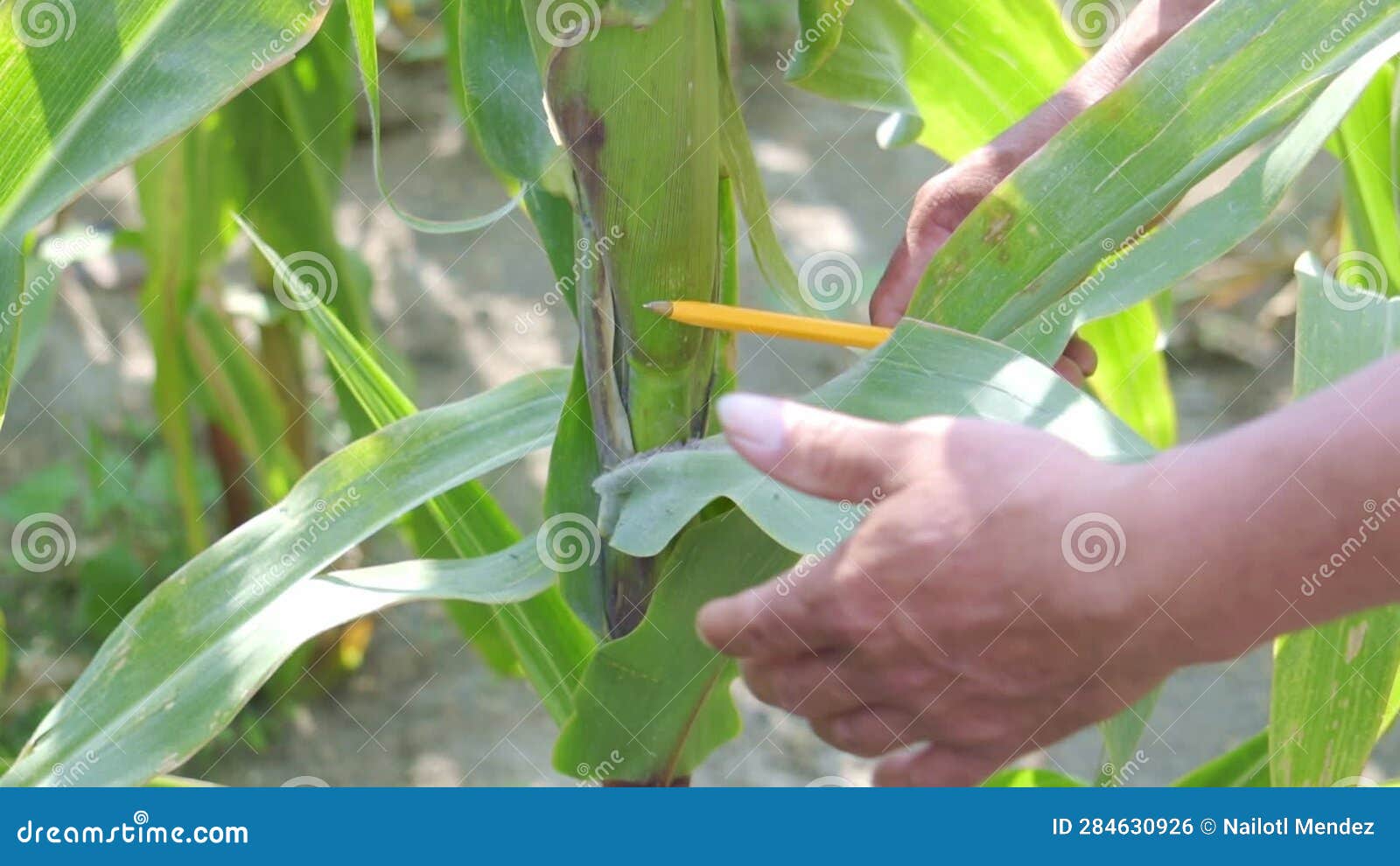 Corn Plant Affected by Volcanic Ash Stock Footage - Video of change ...