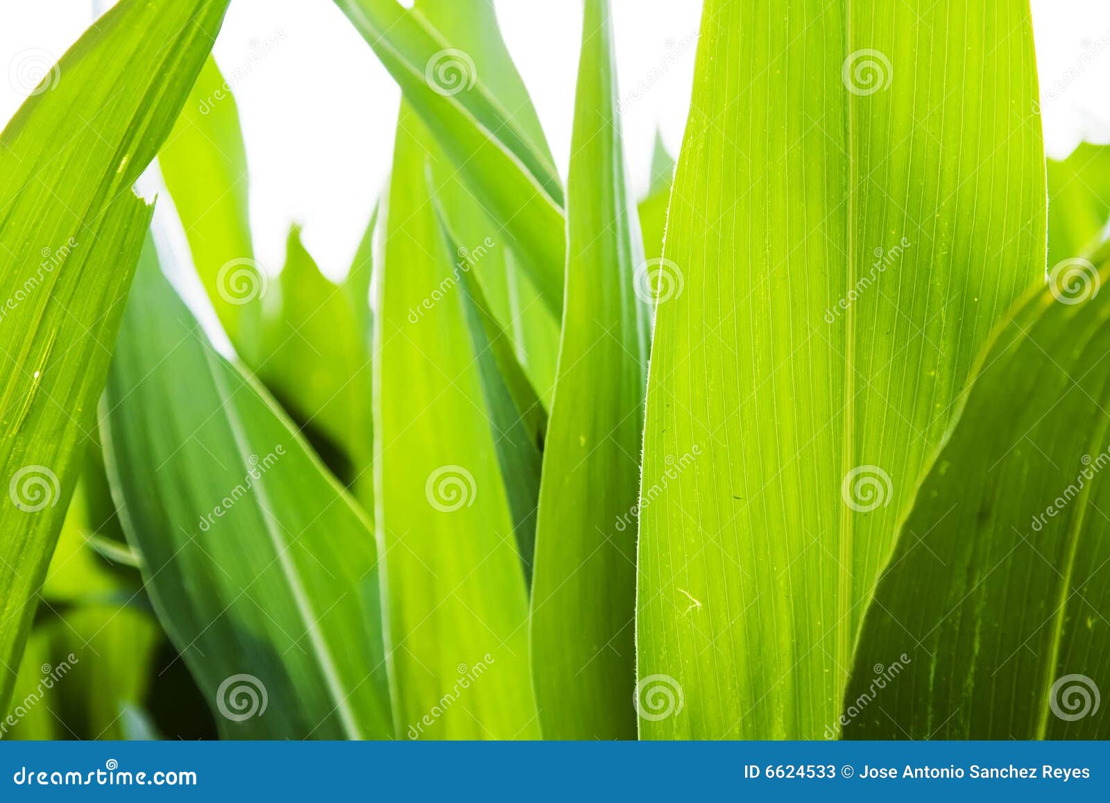 Corn plant background stock image. Image of outdoor, leaf - 6624533