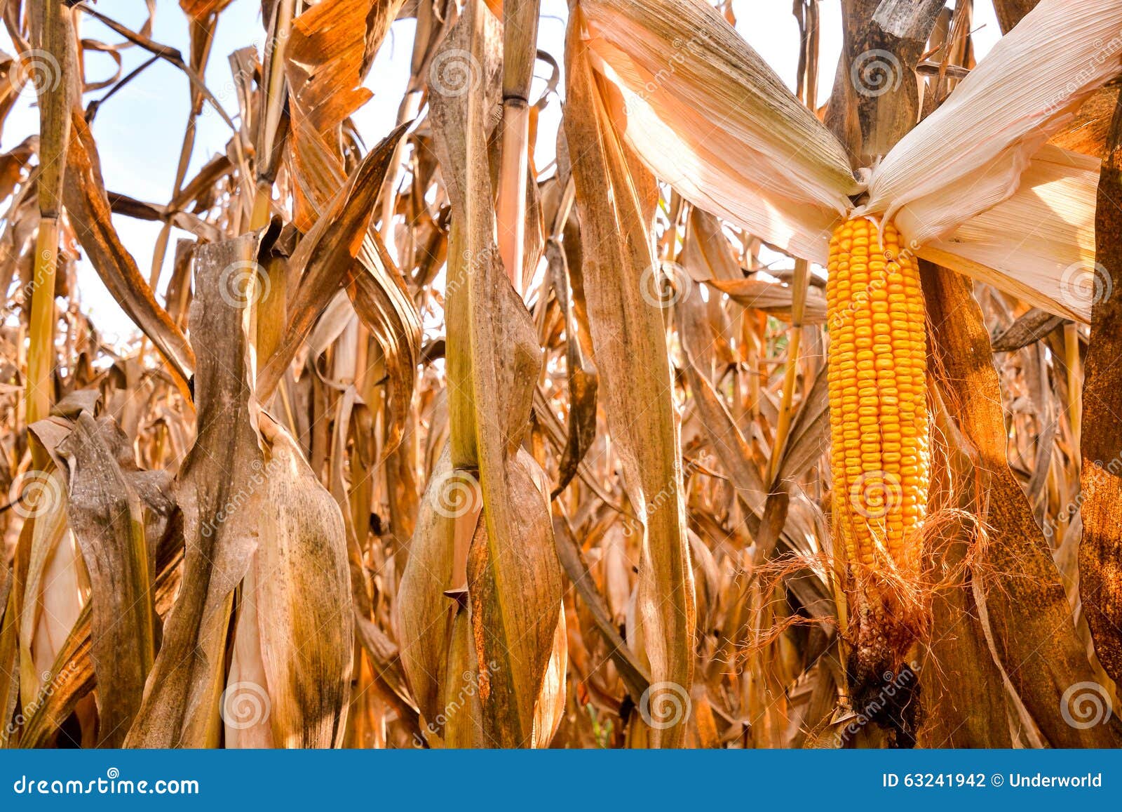 Corn Plant Background stock photo. Image of texyure, rural - 63241942