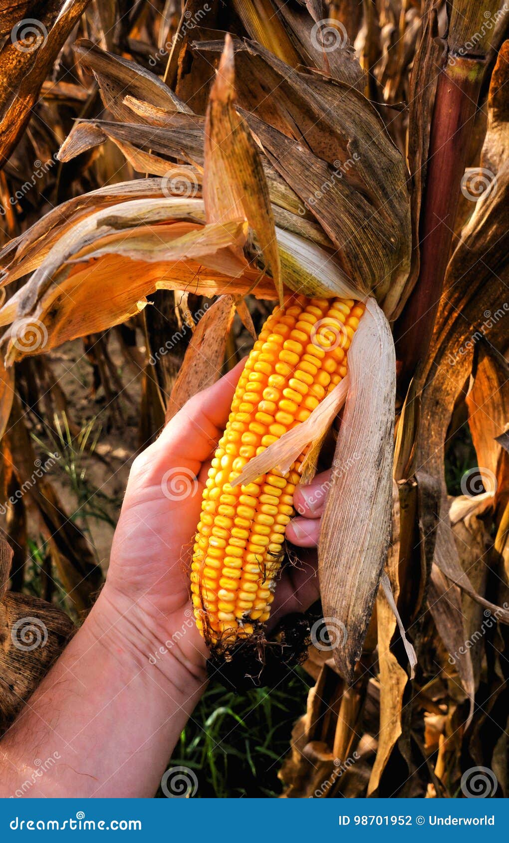 Corn Plant Background stock photo. Image of agriculture - 98701952