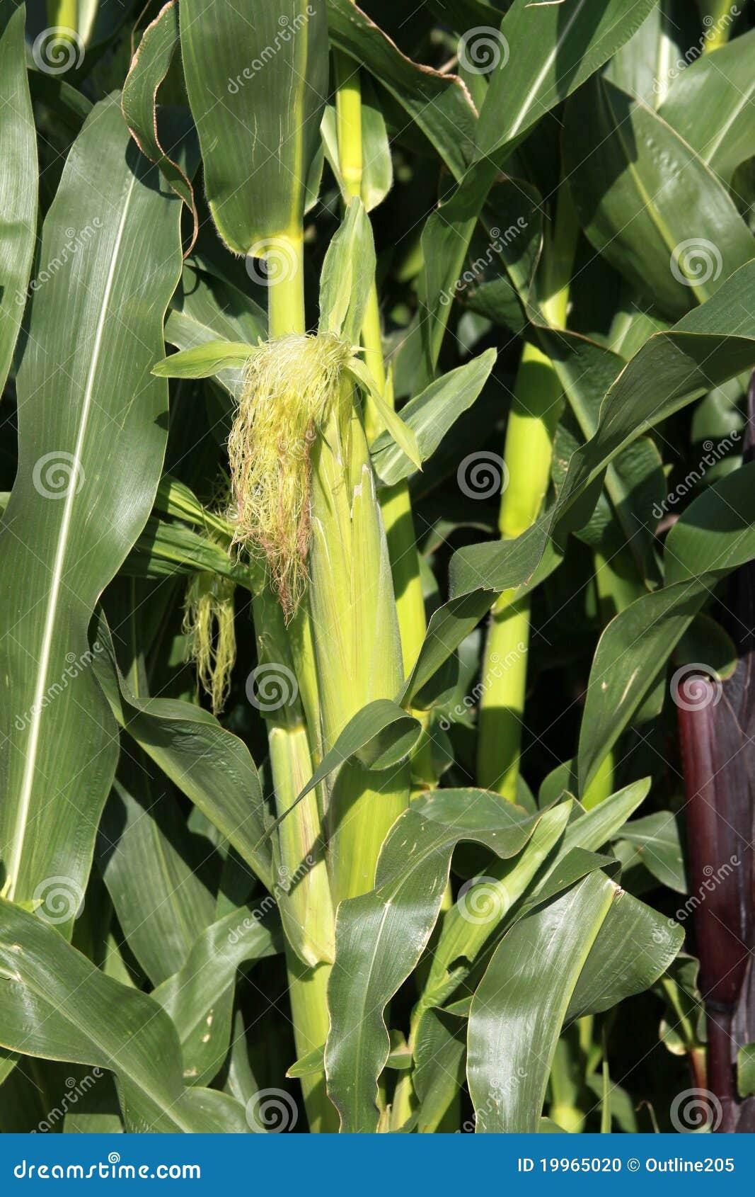 Corn plant close up stock photo. Image of grow, leaves - 19965020