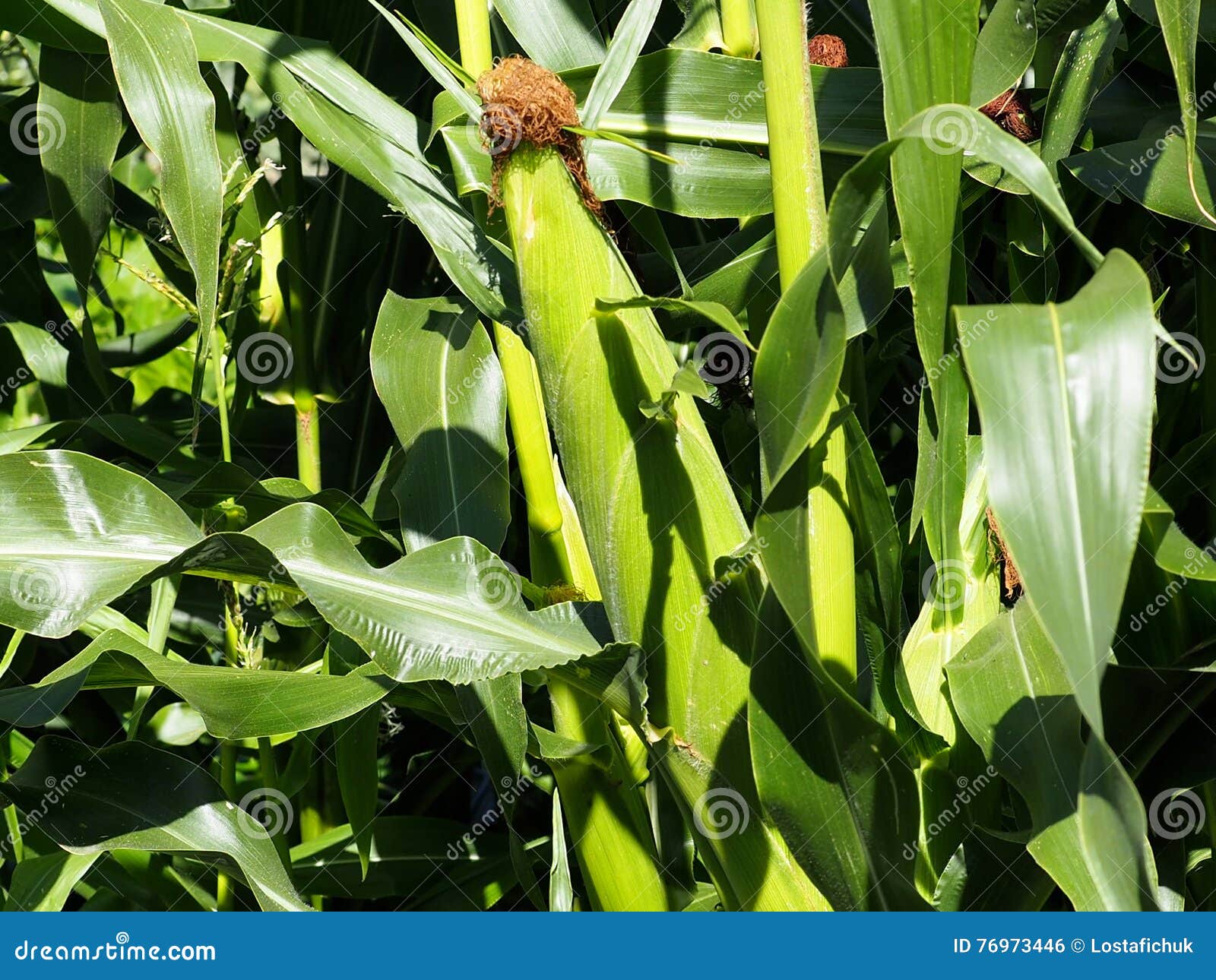 Corn Plant with Cob stock photo. Image of botanic, food - 76973446