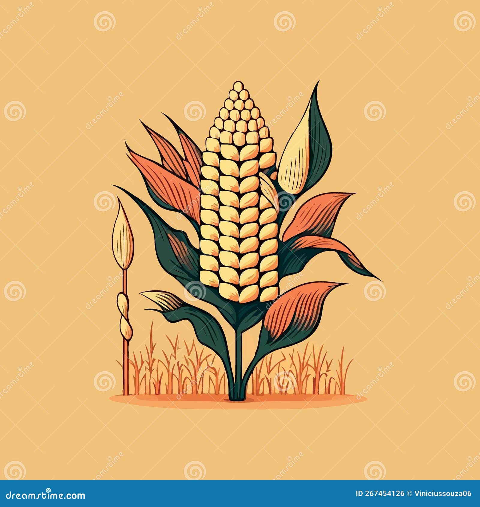 Corn Plant Cultivation with Ripe Corn Cobs Stock Vector - Illustration ... Corn Plant Cultivation with Ripe Corn Cobs Stock Vector - Illustration ...
