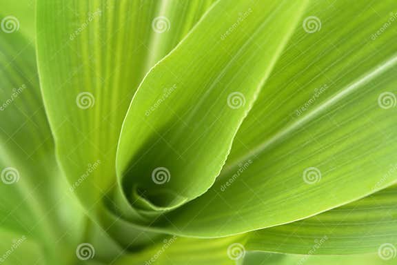 Corn plant detail stock photo. Image of frame, abstract - 28259640