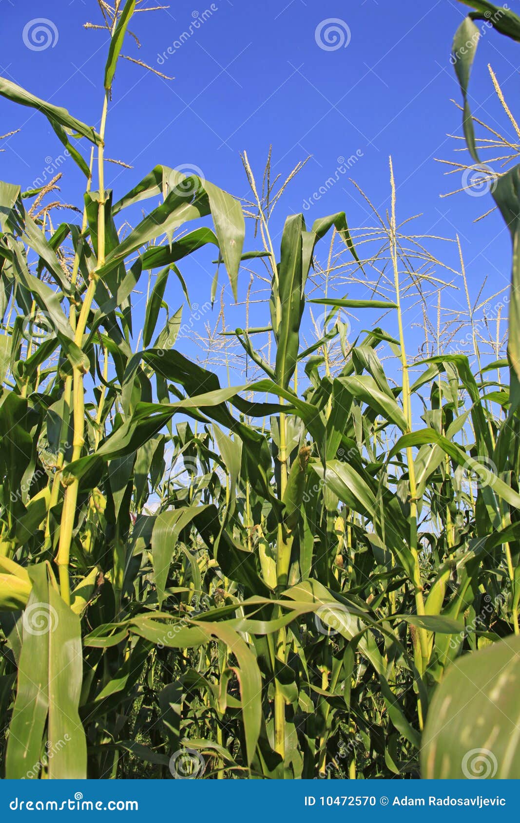 Corn Plant - Energy Field stock photo. Image of outdoor - 10472570