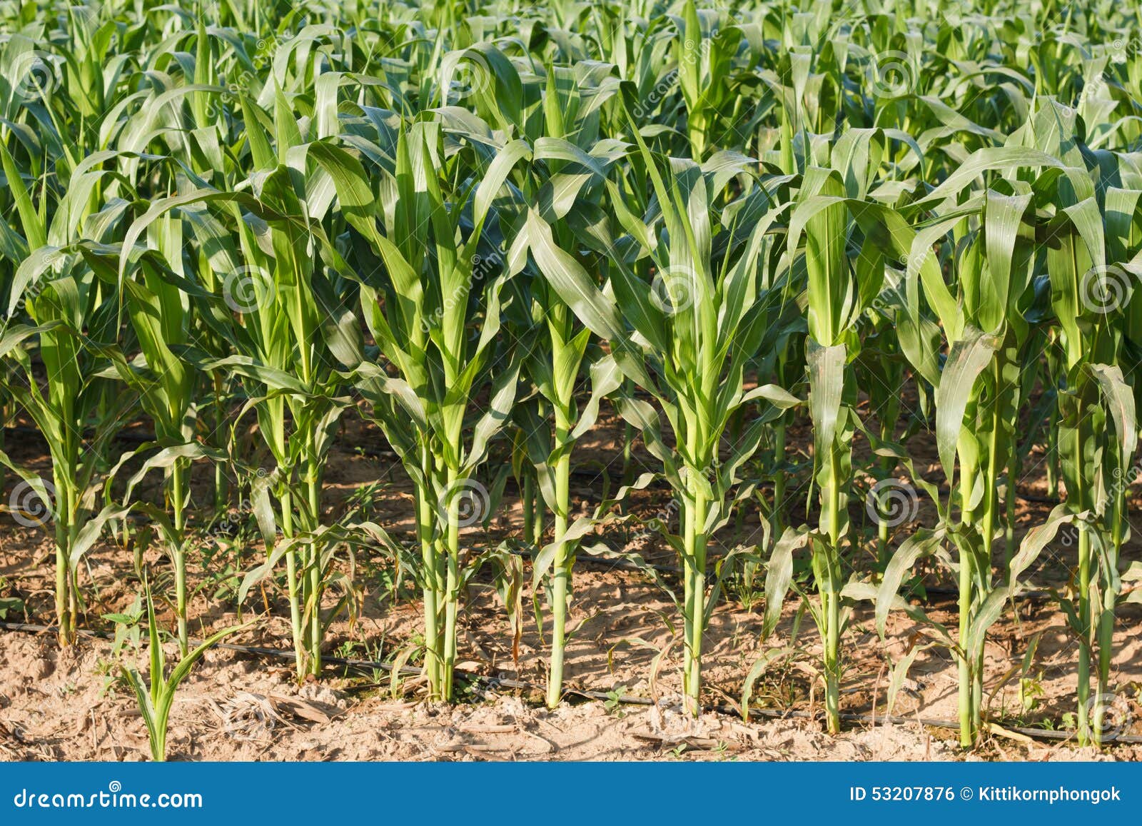 Corn plant. stock photo. Image of corn, leaf, farmland - 53207876